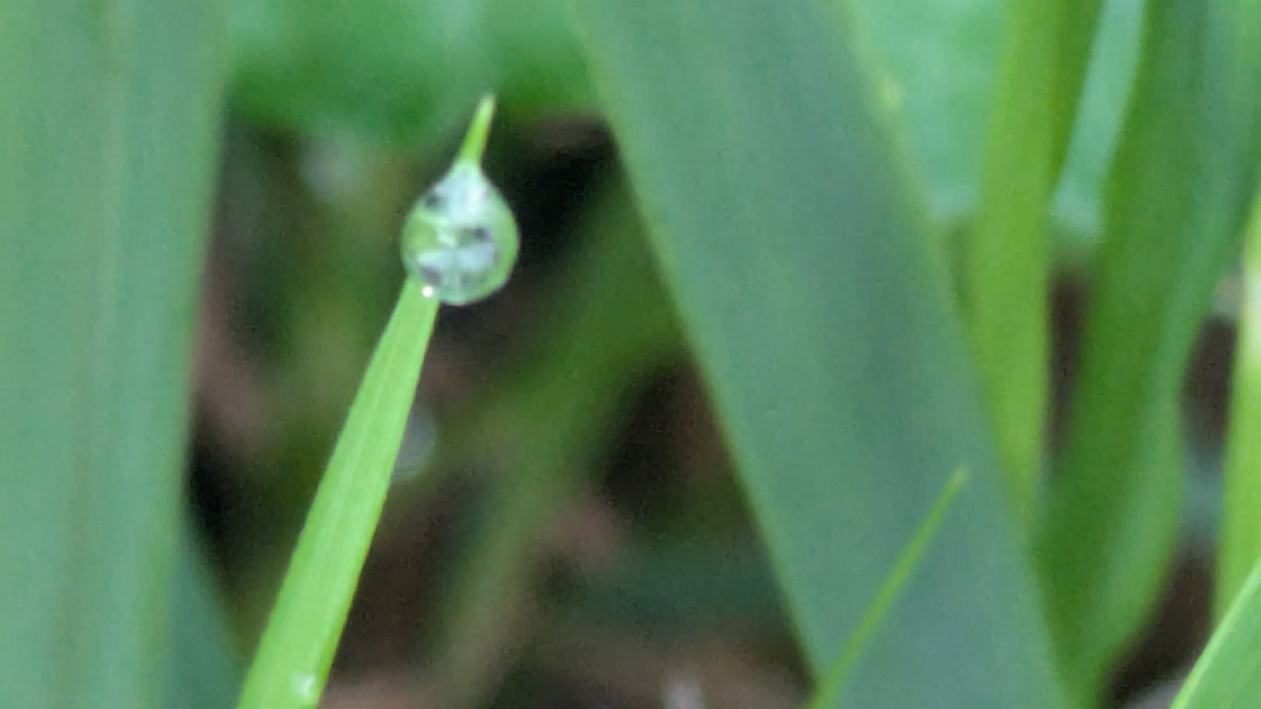 今朝の水滴③｜ichiro70