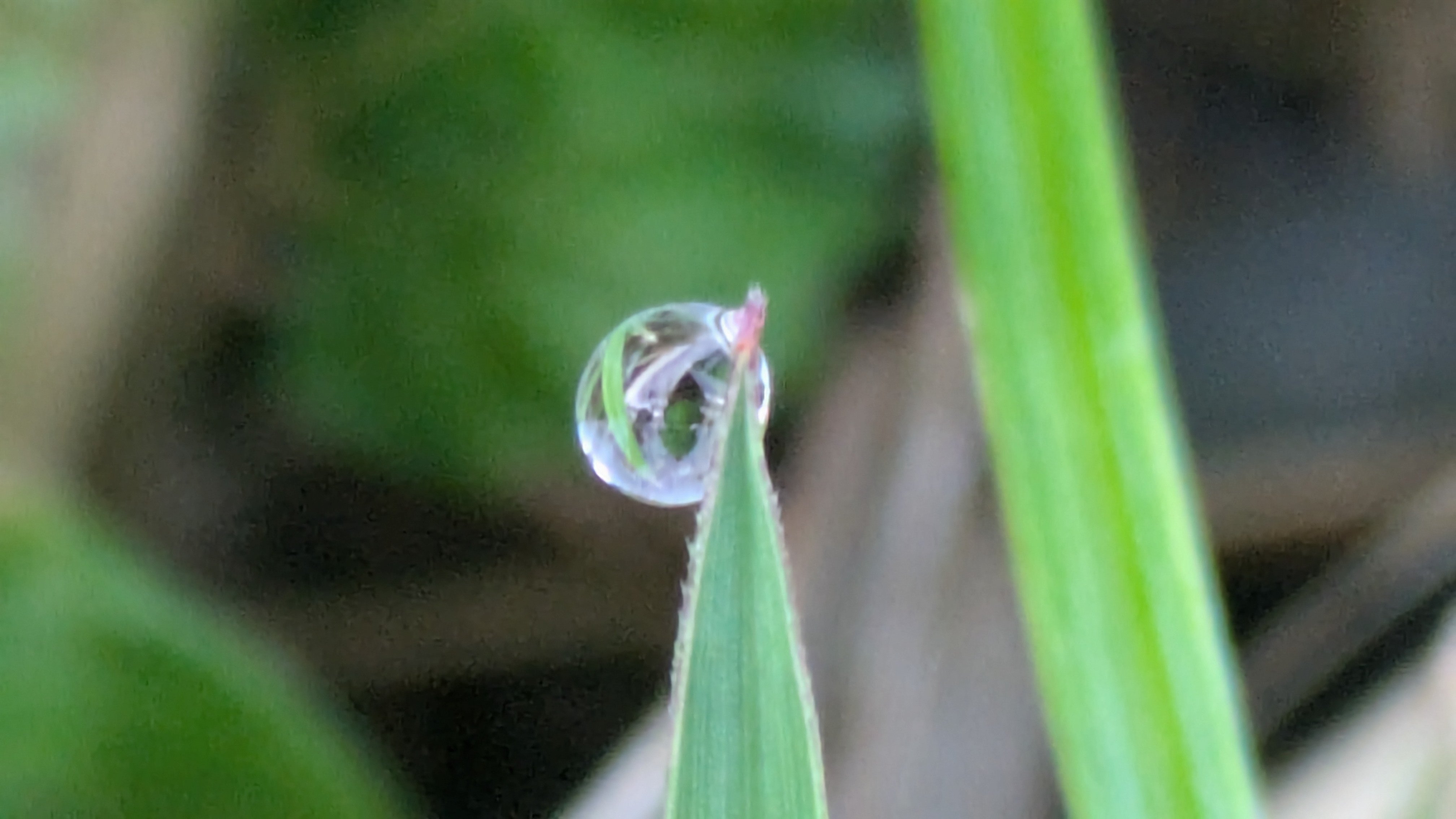 今朝の水滴⑤｜ichiro70