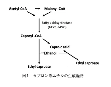 酒の香りに虫眼鏡を｜バイオリサーチセンター