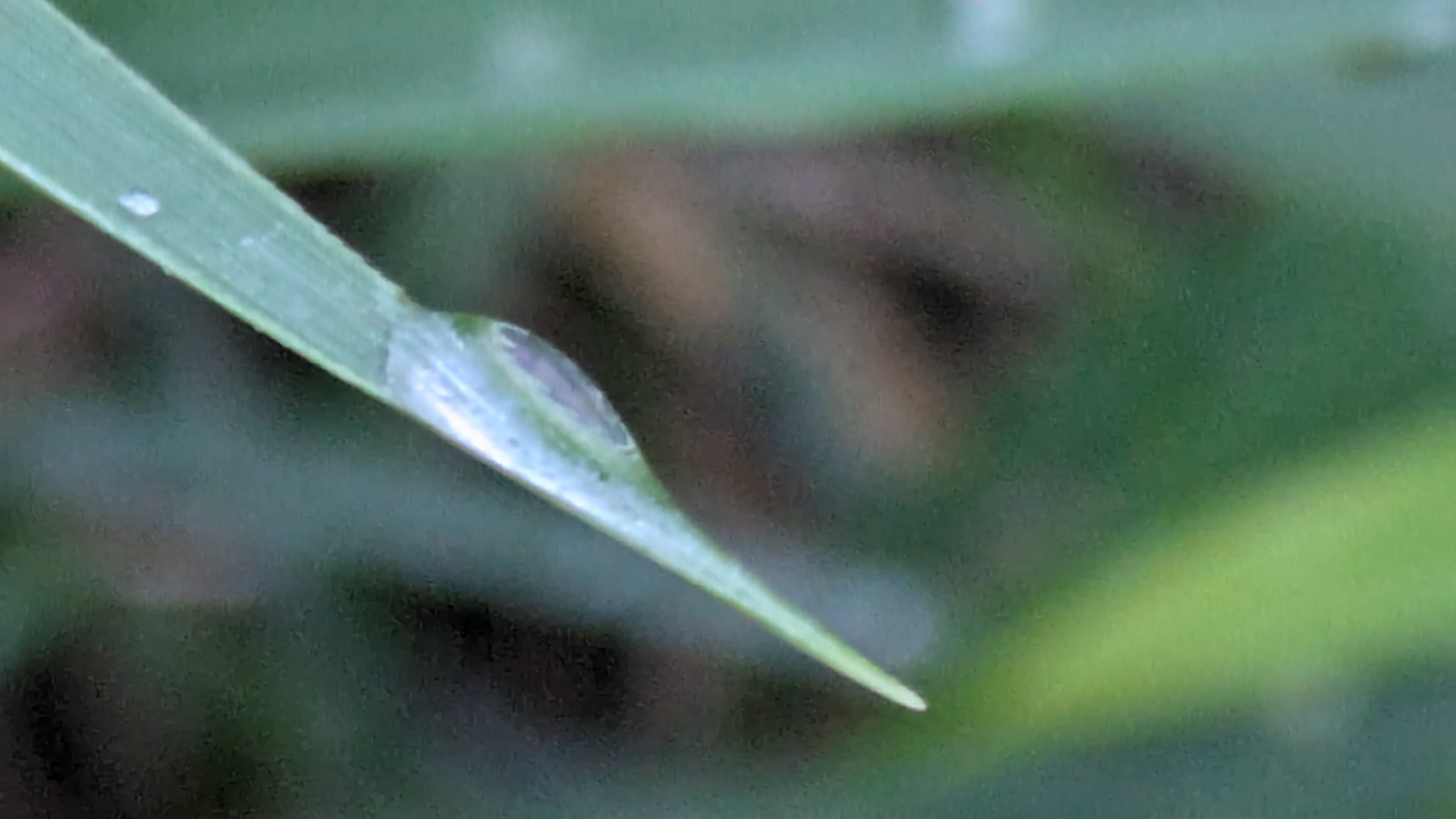 今朝の水滴②｜ichiro70