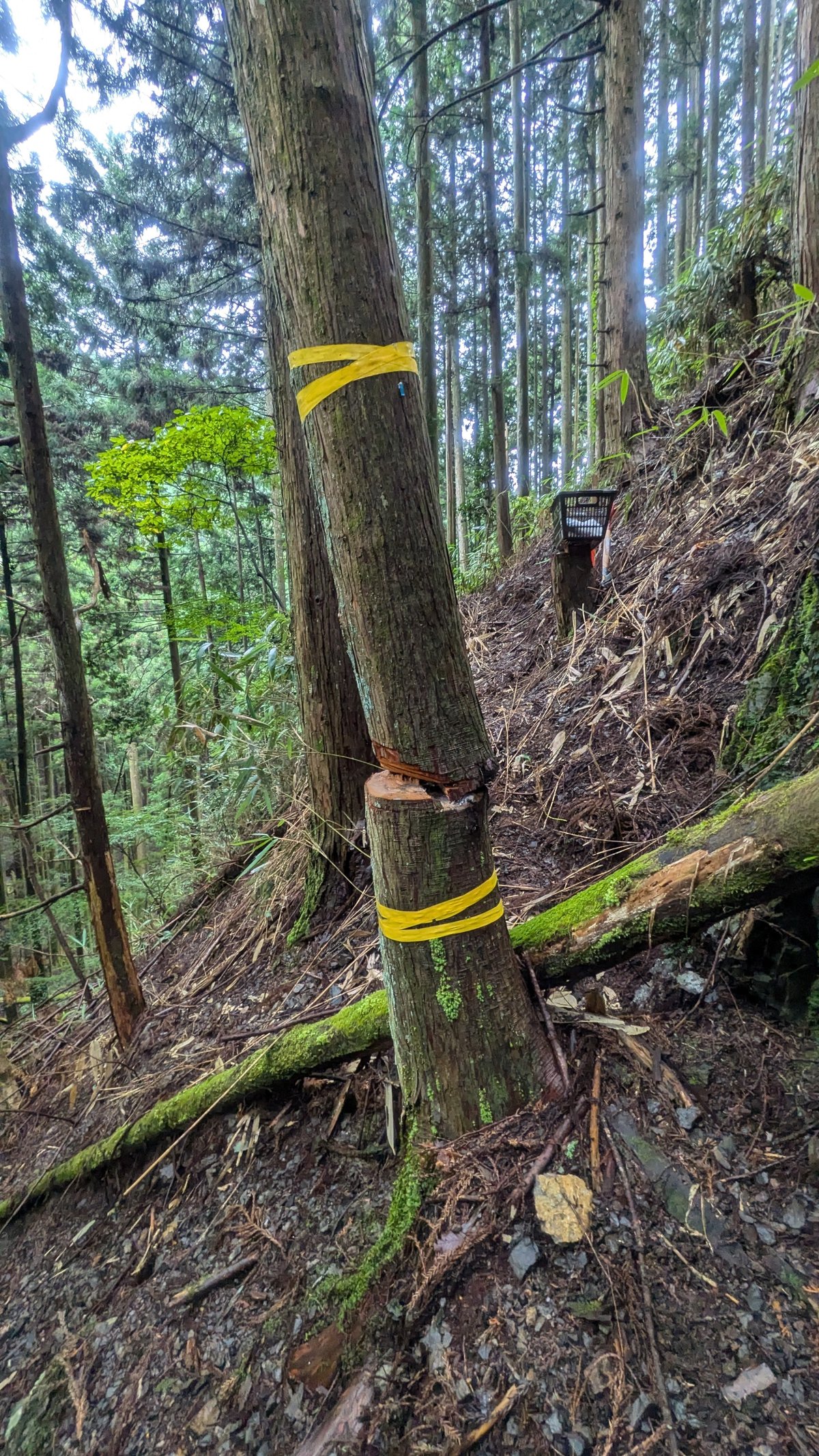 掛かり木の処理｜h.shiba