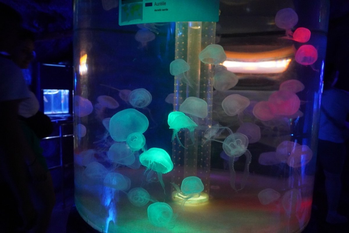 バルセロナ水族館【スペイン】｜Ikumi【世界旅行家】