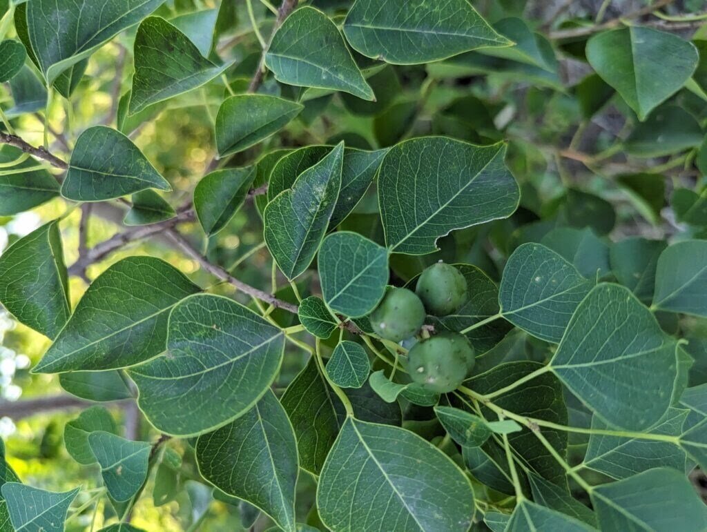 ろうそく （木蝋）作り： ナンキンハゼ｜のびのびキャンプ隊のリーダー:ざっきー