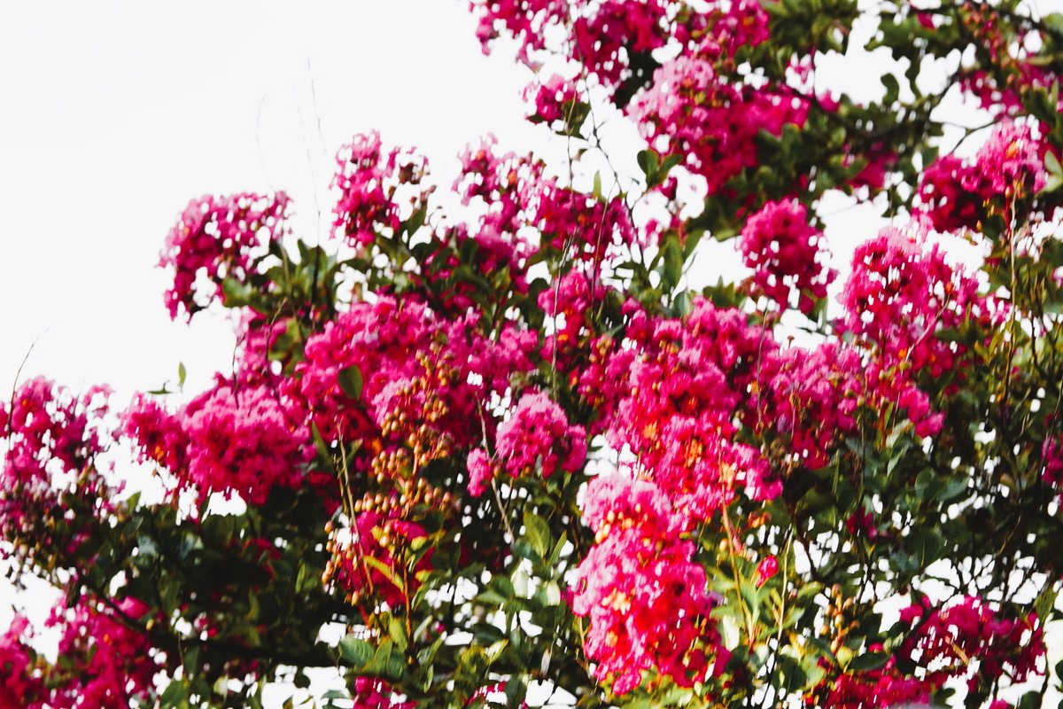 晴天を仰ぐ「夏の華」｜oichan