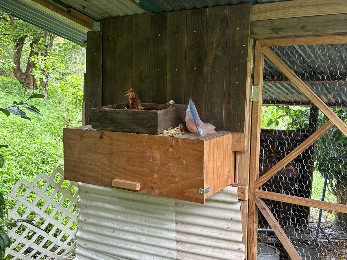 初めての卵｜Yoko Harada