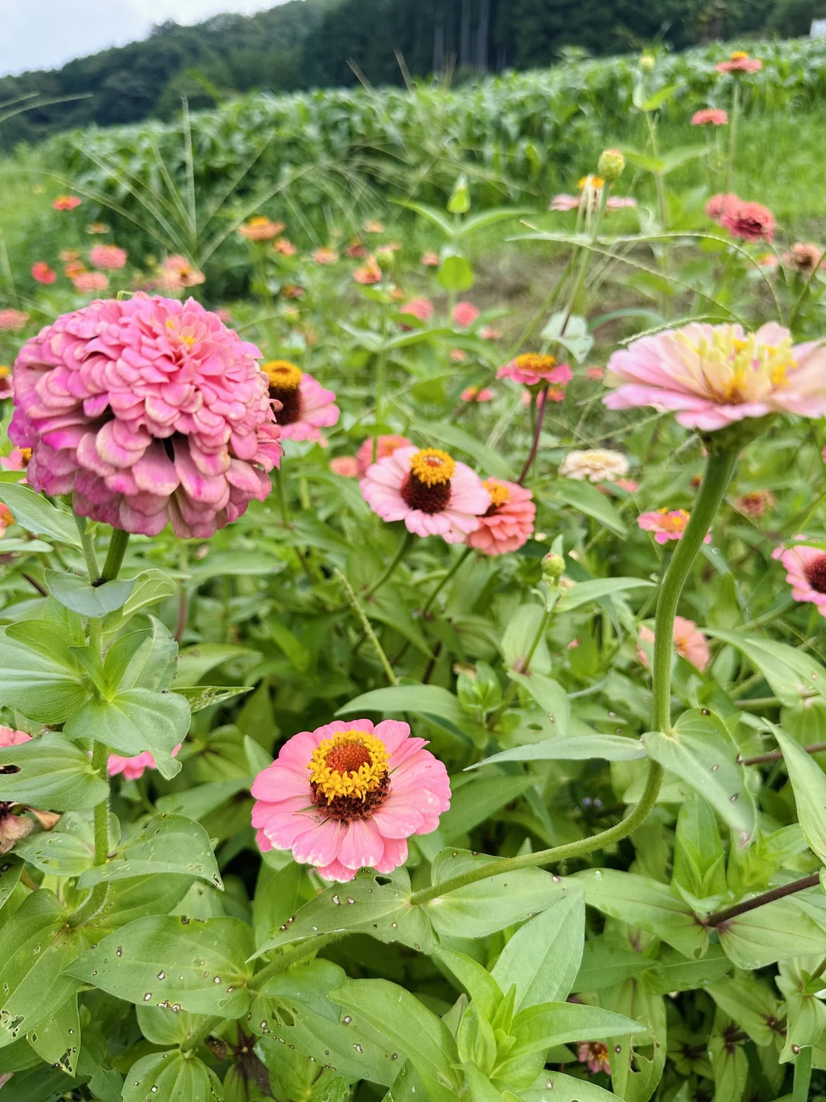一、十、百、千、万・・・百日草は絆の花｜ichirin