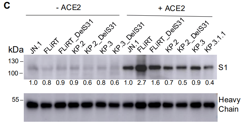 JN.1由来LB.1、KP.2.3、KP.3、KP.3.1.1亜変異体の中和と安定性｜カイン