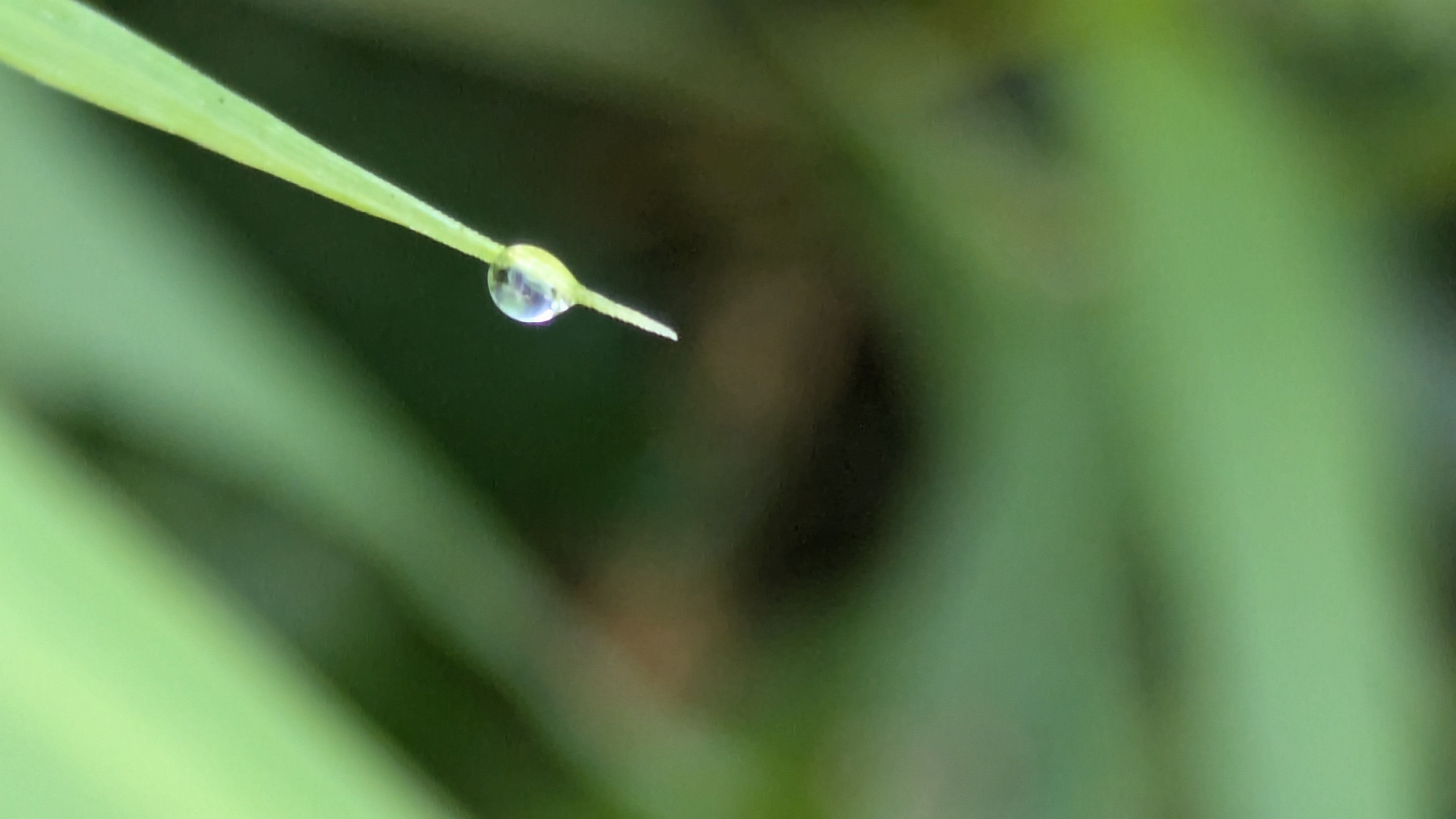 今朝の水滴⑤｜ichiro70