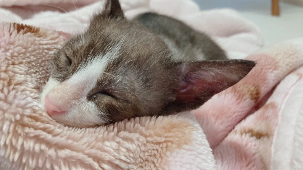 🐈外猫ちゃんが🏠家猫になる為に・・良い里親さんと出会う4つの方法(その①)｜maya-neko