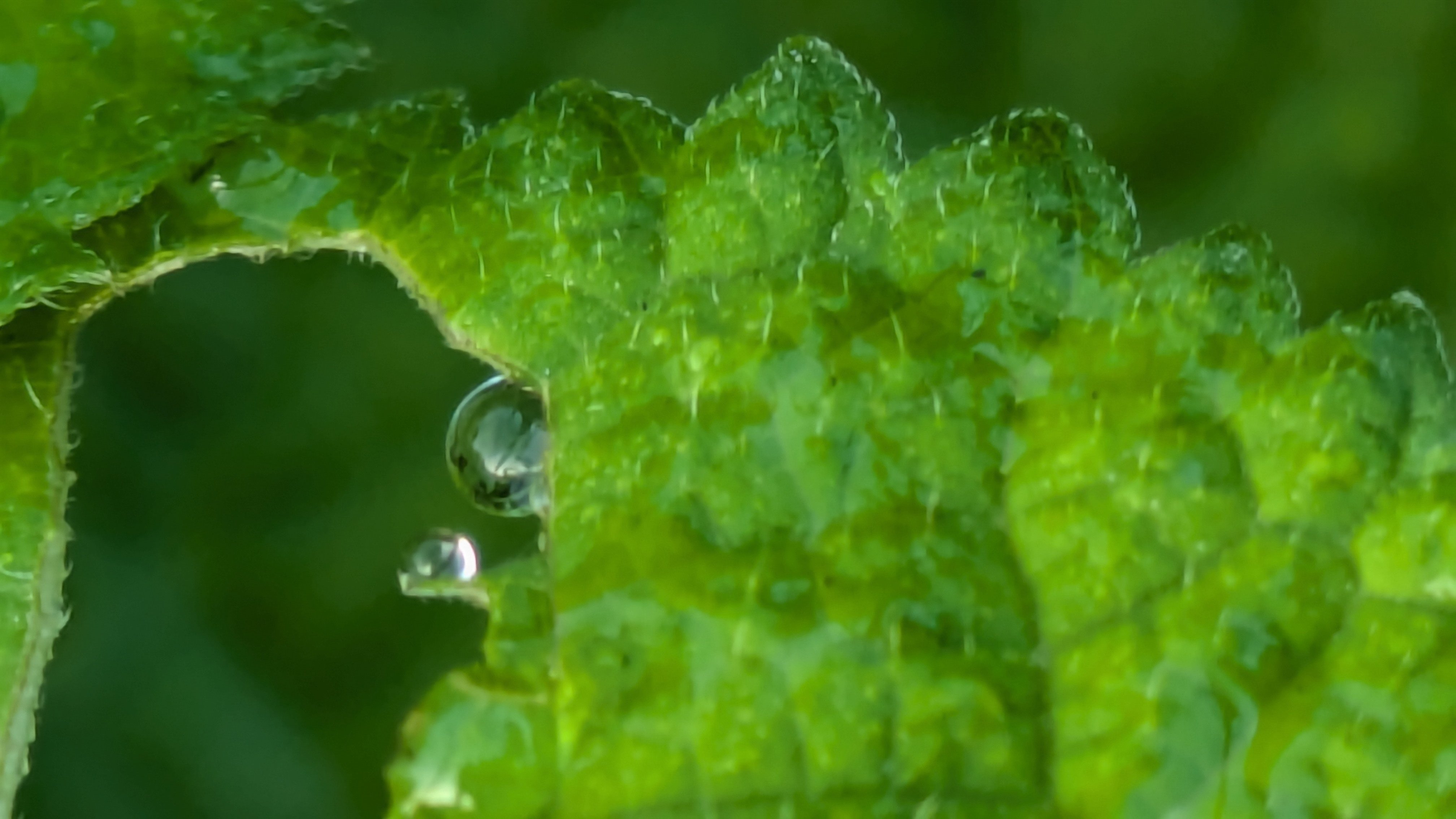 今朝の水滴⑤｜ichiro70