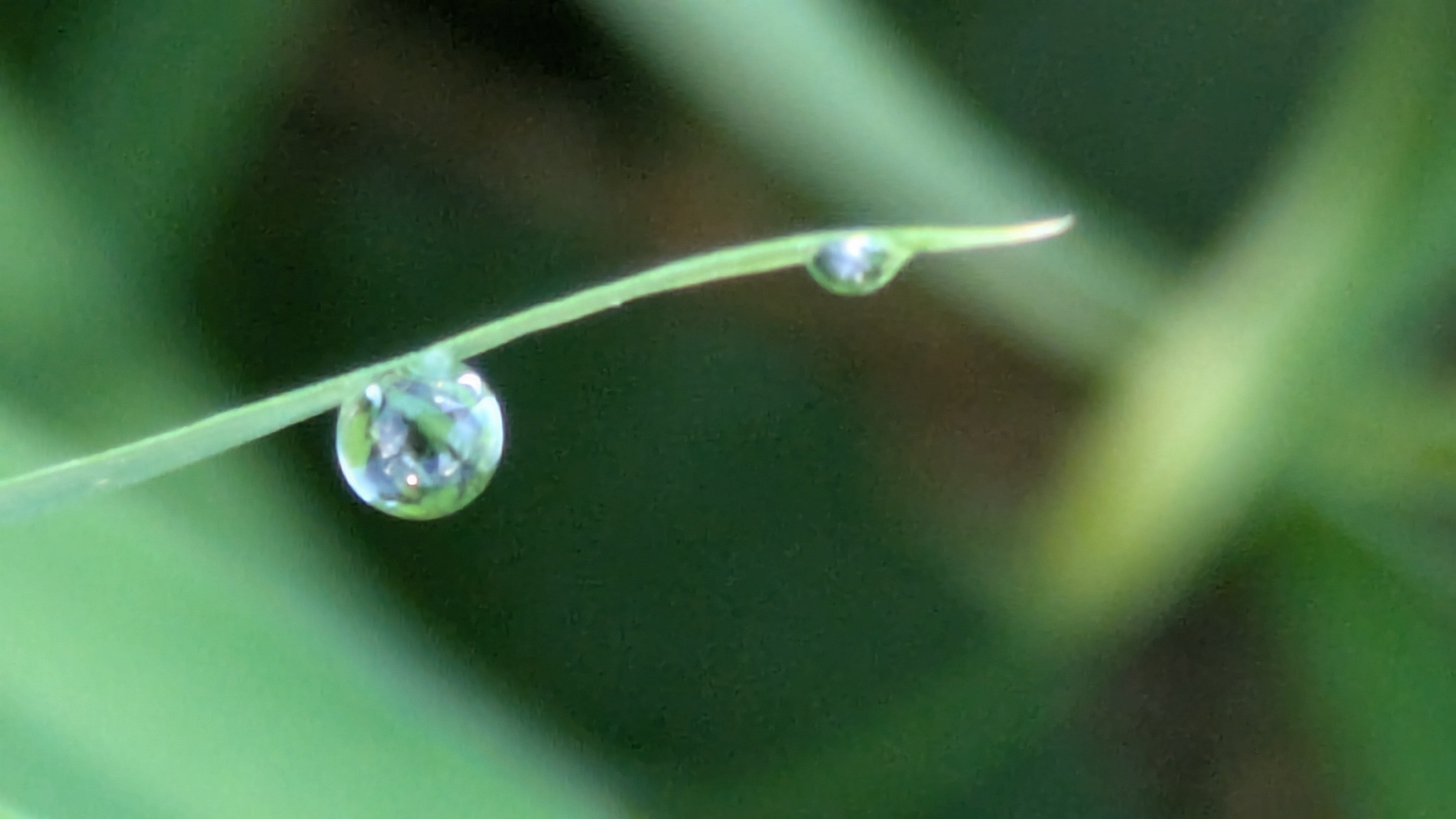 今朝の水滴④｜ichiro70