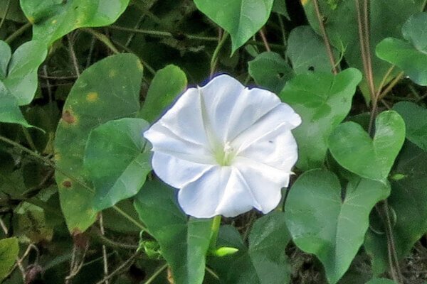 【花言葉】9月前半｜ichi LABO