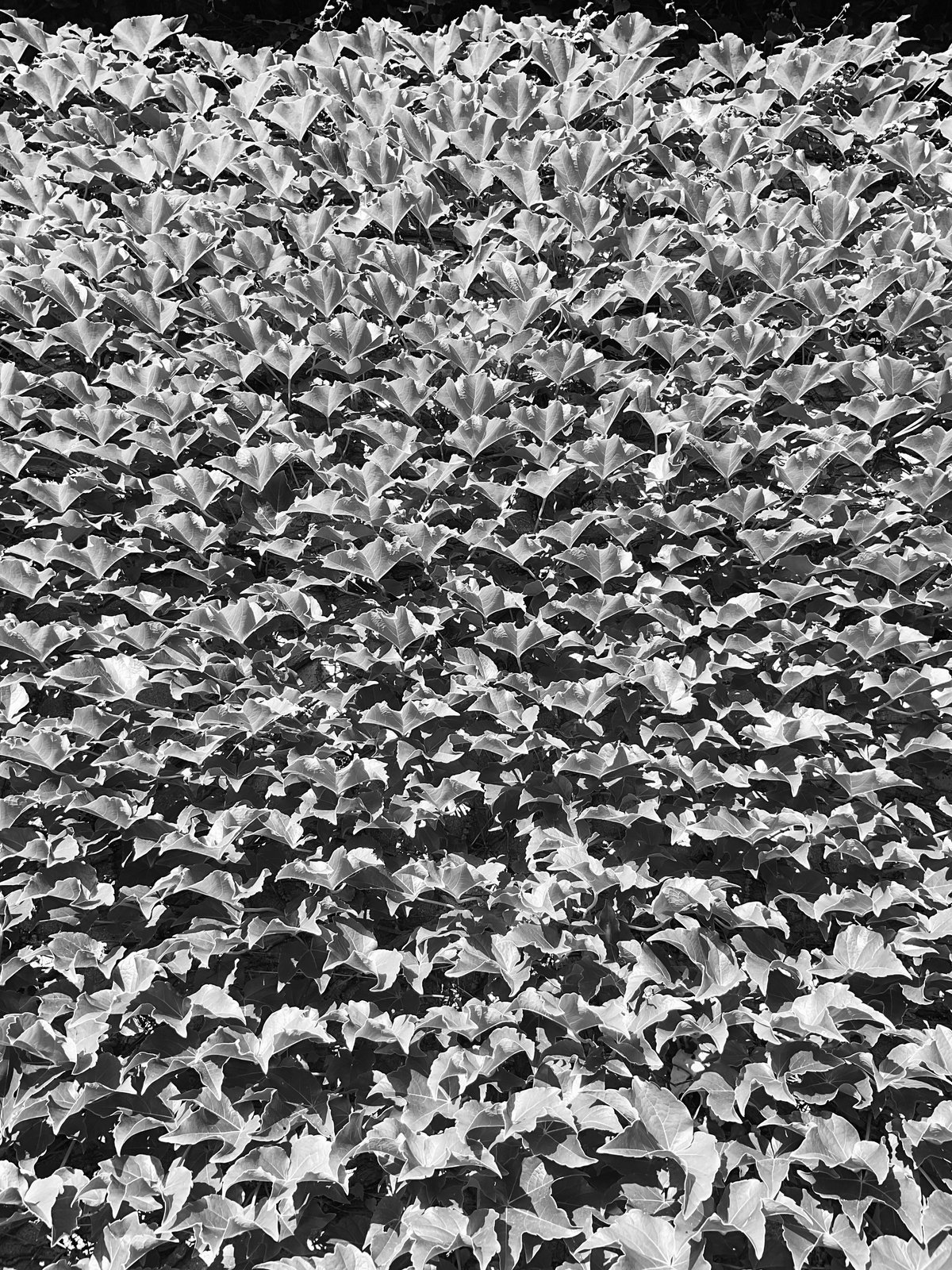 夏の終わり｜tetsu takashi