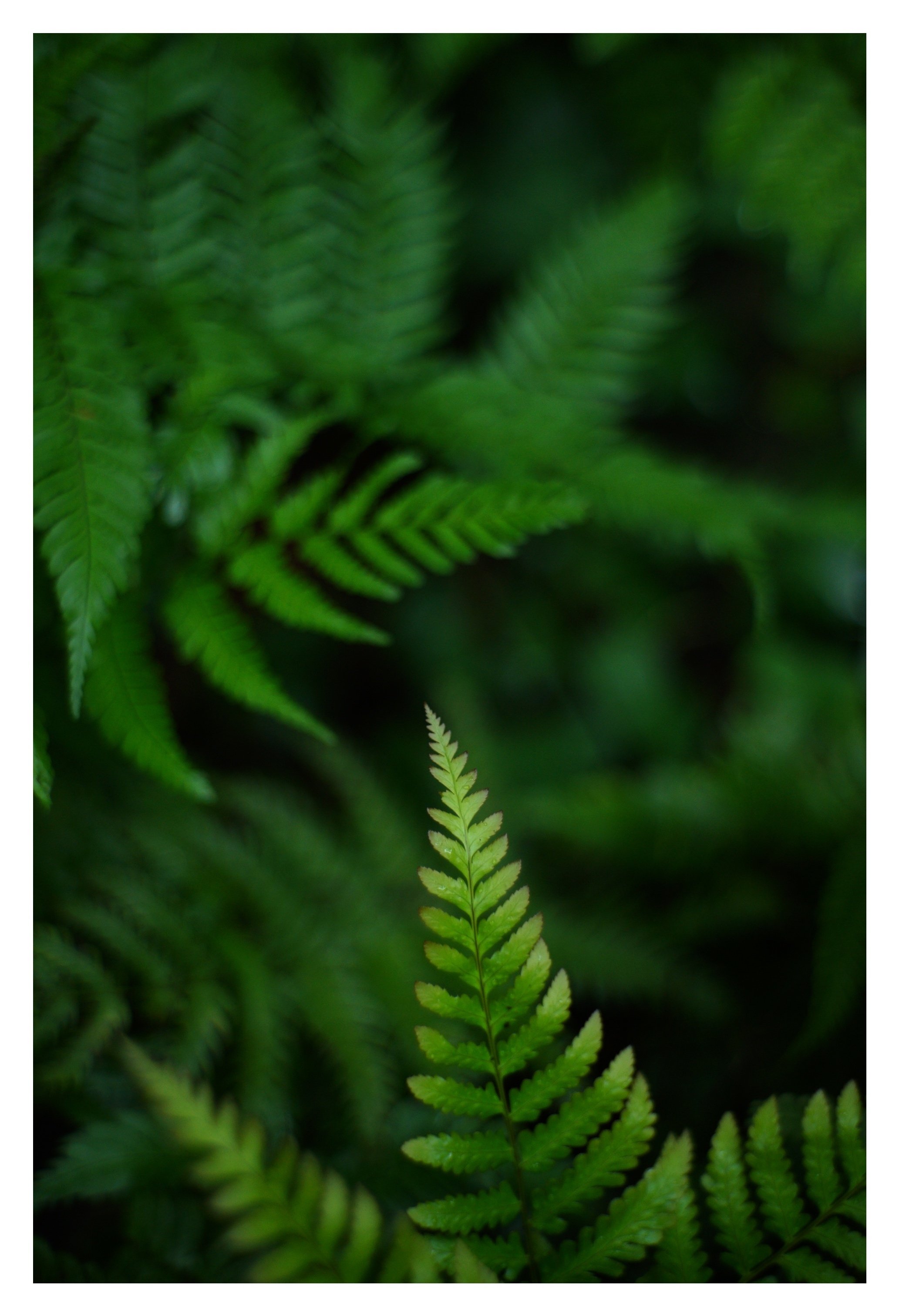 アーカイブ｜shin ikegami