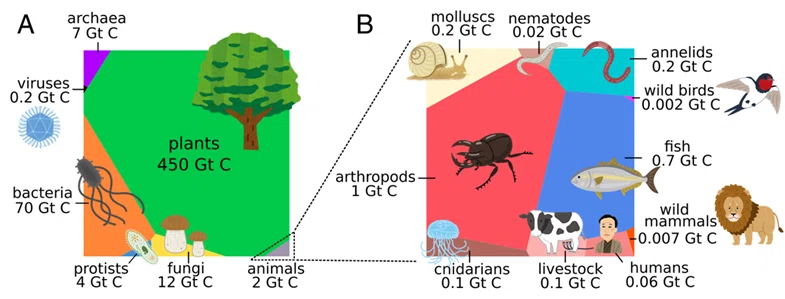 細菌多様性① 地球上の生物量｜細菌学者の勉強ノート