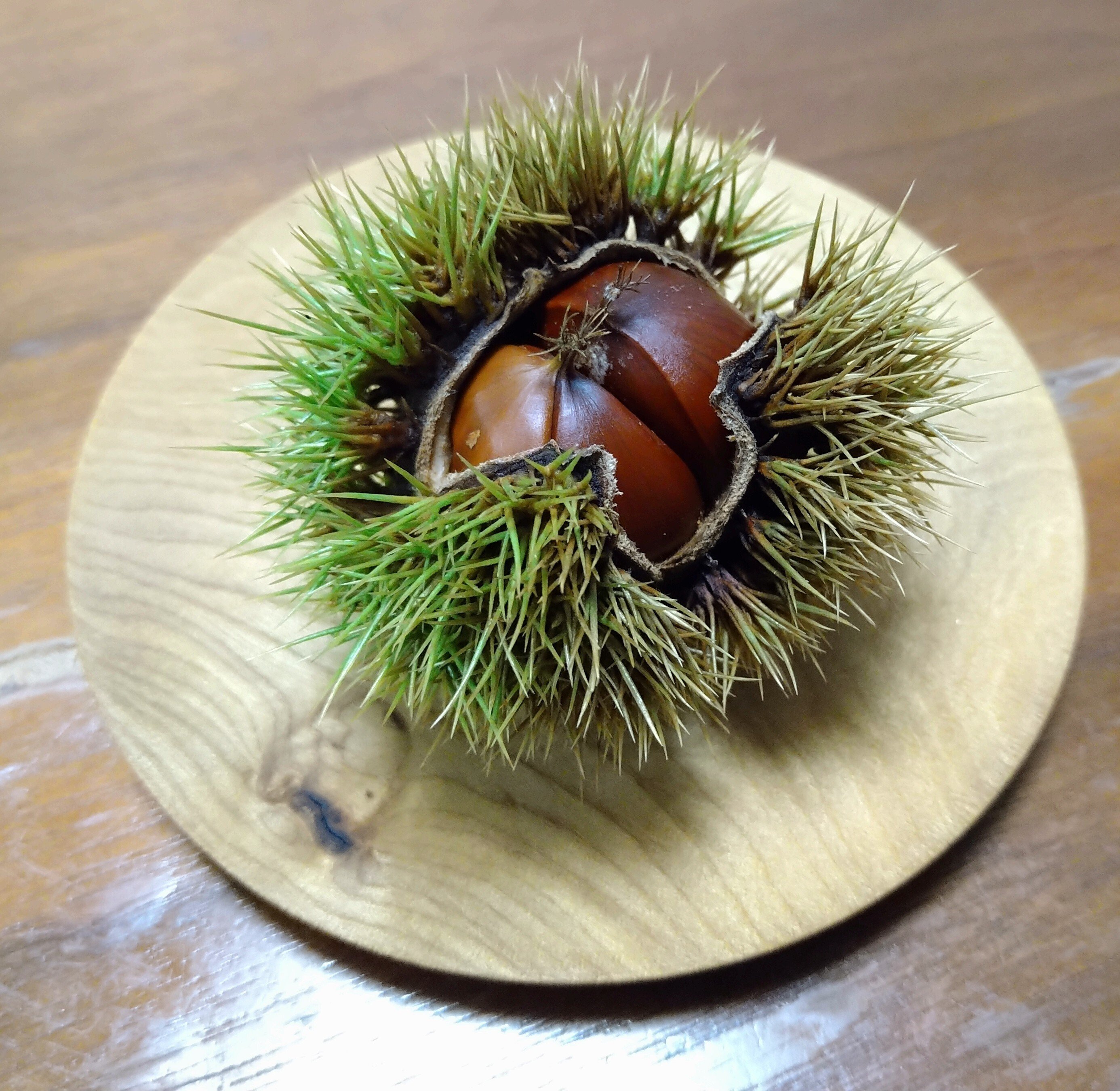 足元に秋見つける 朝さんぽ｜macari