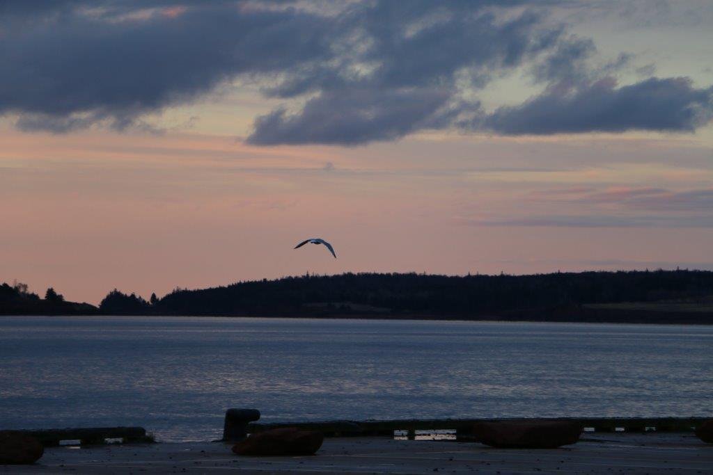 Photograph｜CAPT Mayonnaise 35°19’10N 139°33’04E and the Sea