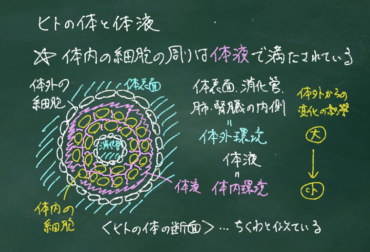 【生物基礎】恒常性と体液〜ヒトの体はちくわと一緒?!〜【授業実践備忘録】｜YUM（ユム）