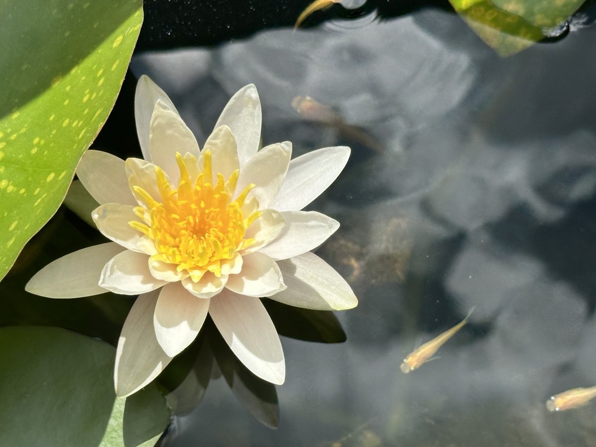 酒樽で睡蓮を育てよう(23)開花4日以降｜NicePapa 平野 尚志