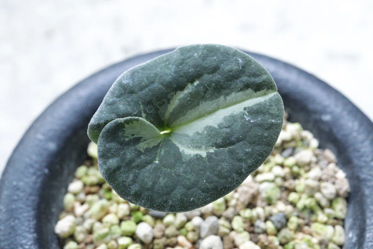 冠白 Kanpaku｜古典園芸植物 細辛研究会