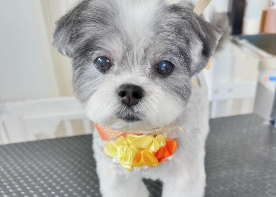 愛犬のトリミング｜dgnfj