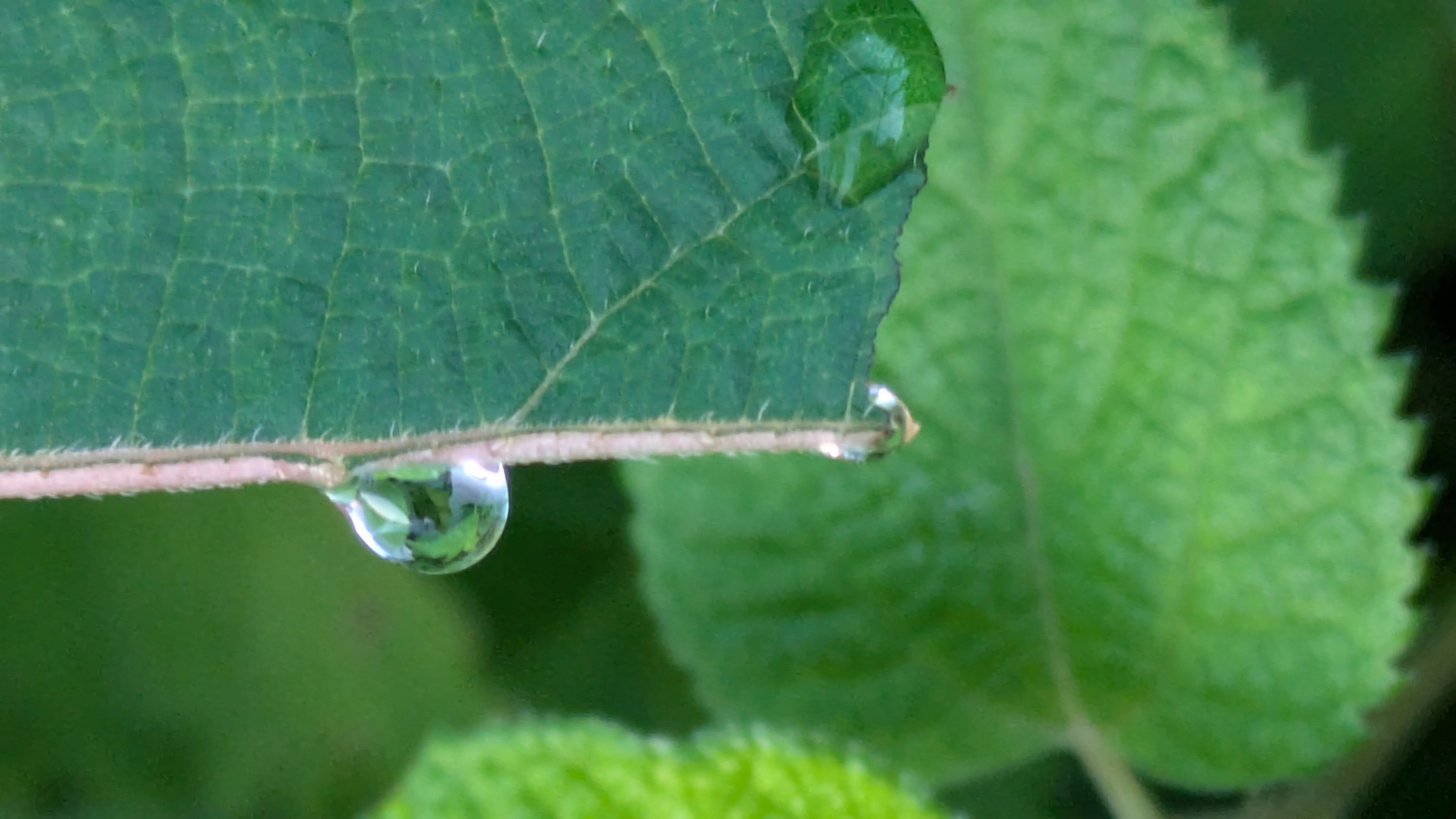 今朝の水滴｜ichiro70