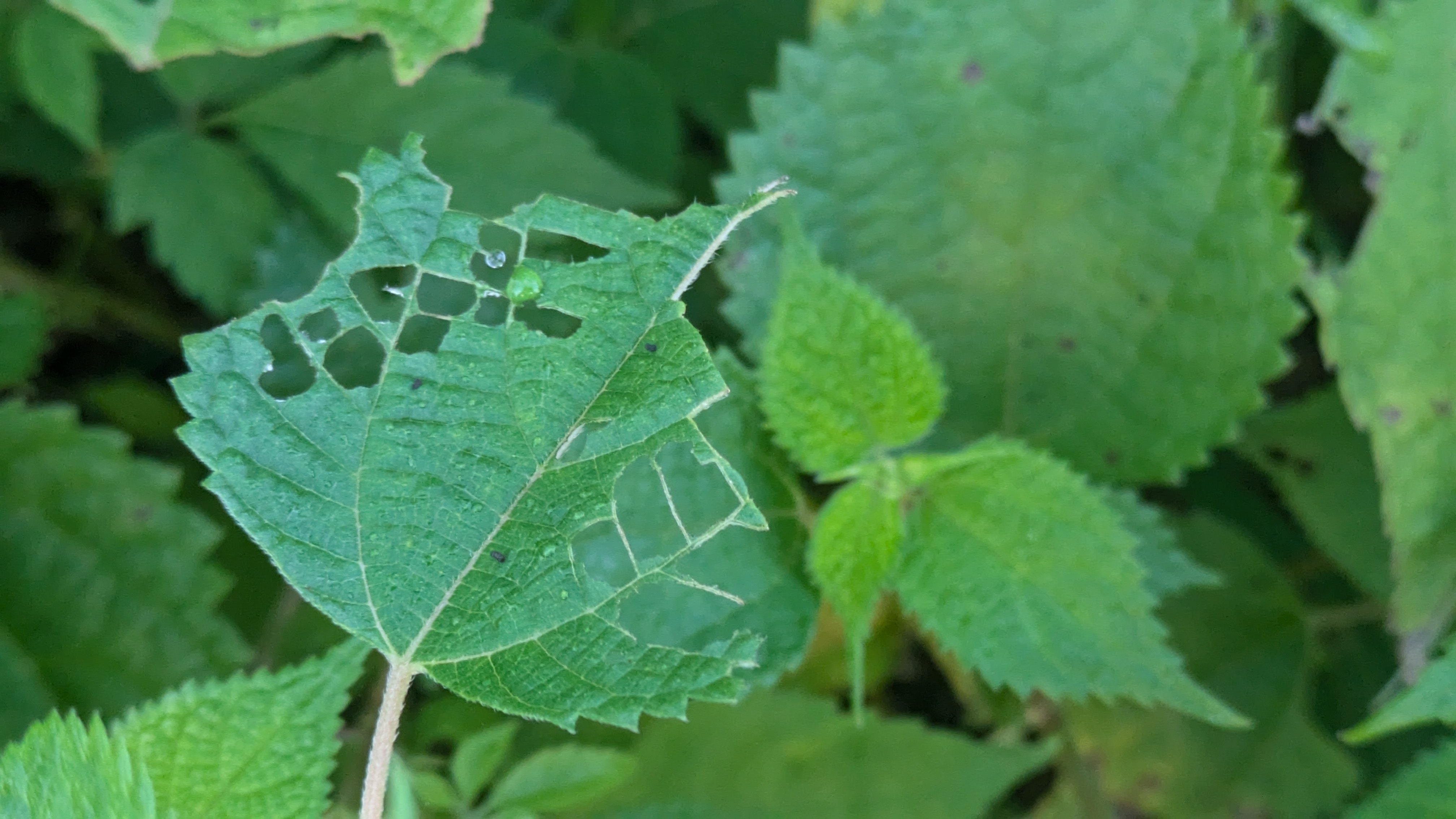 喰みあと｜ichiro70