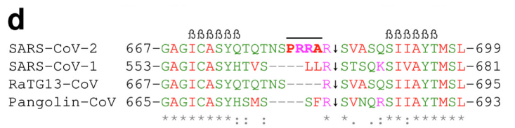 スパイク糖タンパク質の新規S1/S2プロテアーゼ切断部位ループの構造とダイナミクス（2020年10月）｜カイン