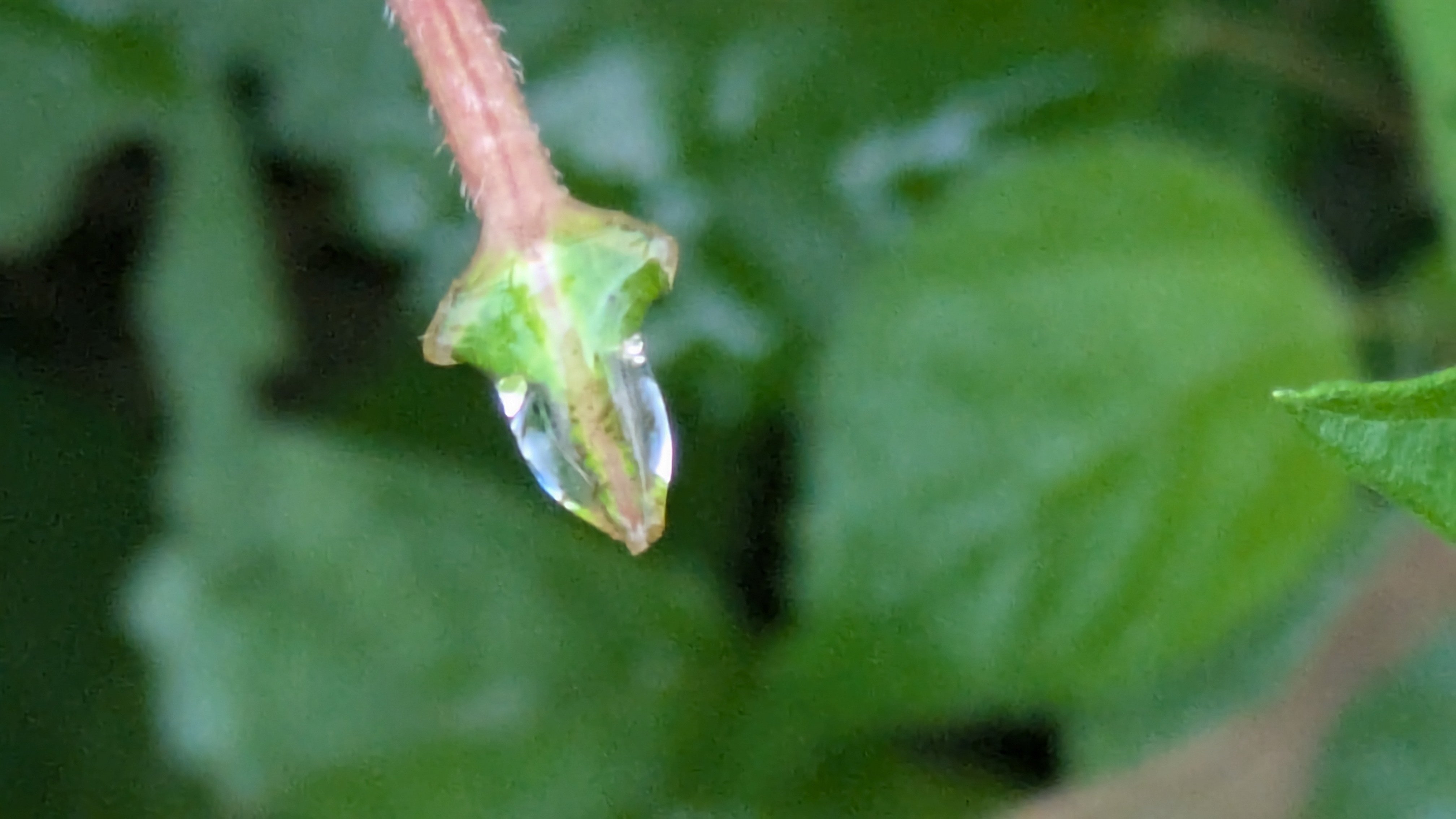 今朝の水滴⑤｜ichiro70