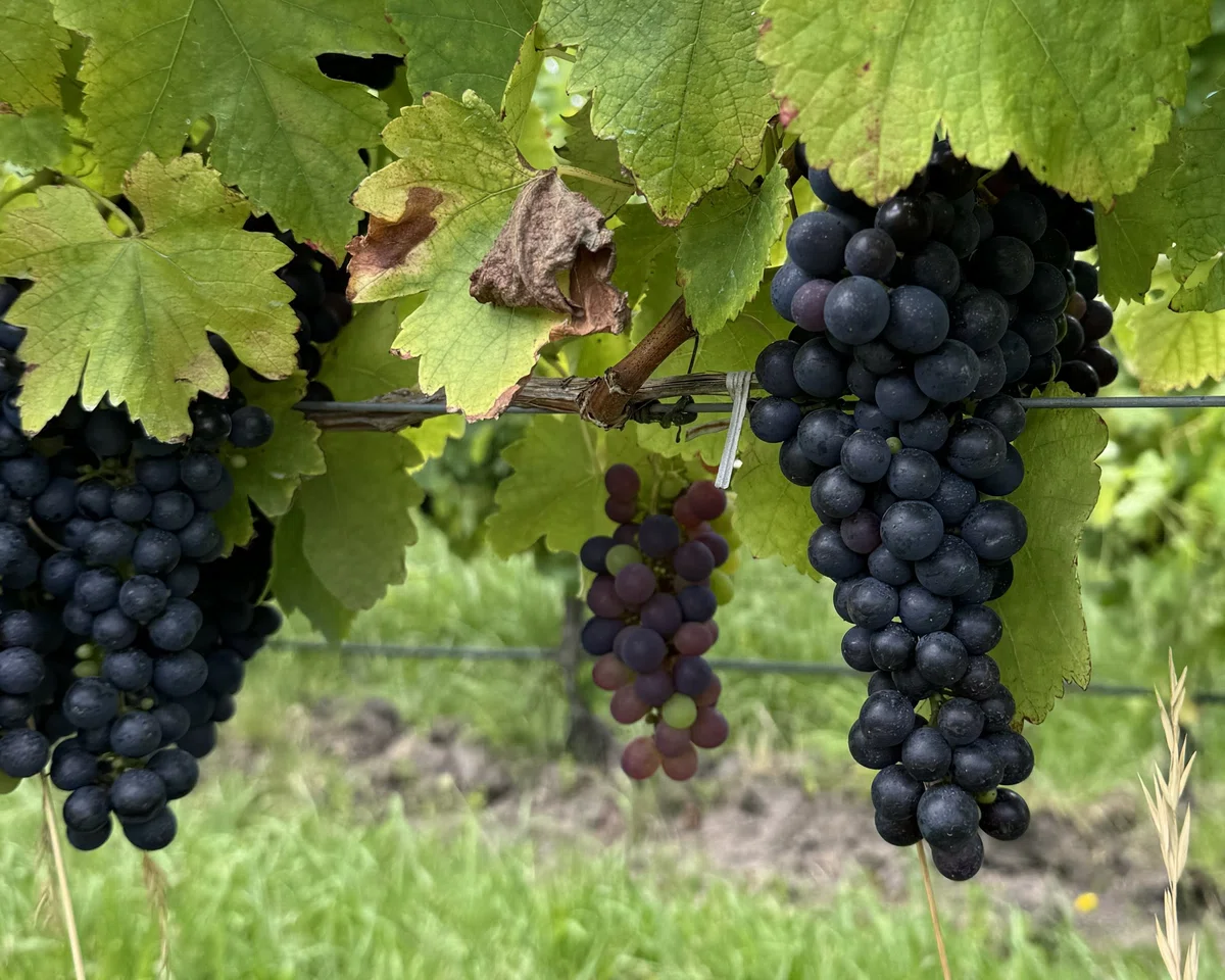 【Il Vigneto Pizzeria Yarra Valley】Rochford Winesで絶品イタリアンランチ！｜𝐑𝐞𝐜𝐚𝐥 (りかる)