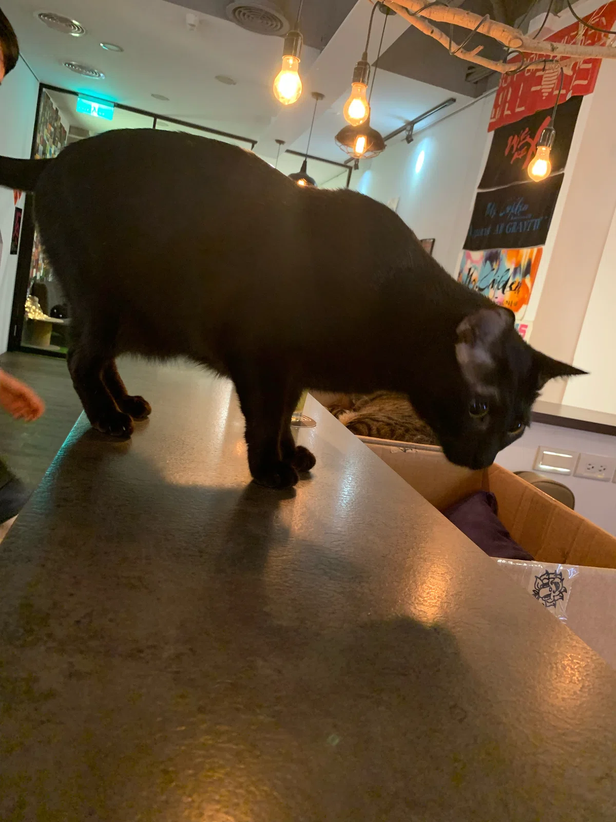 4日目。台北。夜の散歩からクラフトビアバー「碧耳猫 BeerCat」へ。（18回目の台湾旅2023/06）｜もーしぇんれん