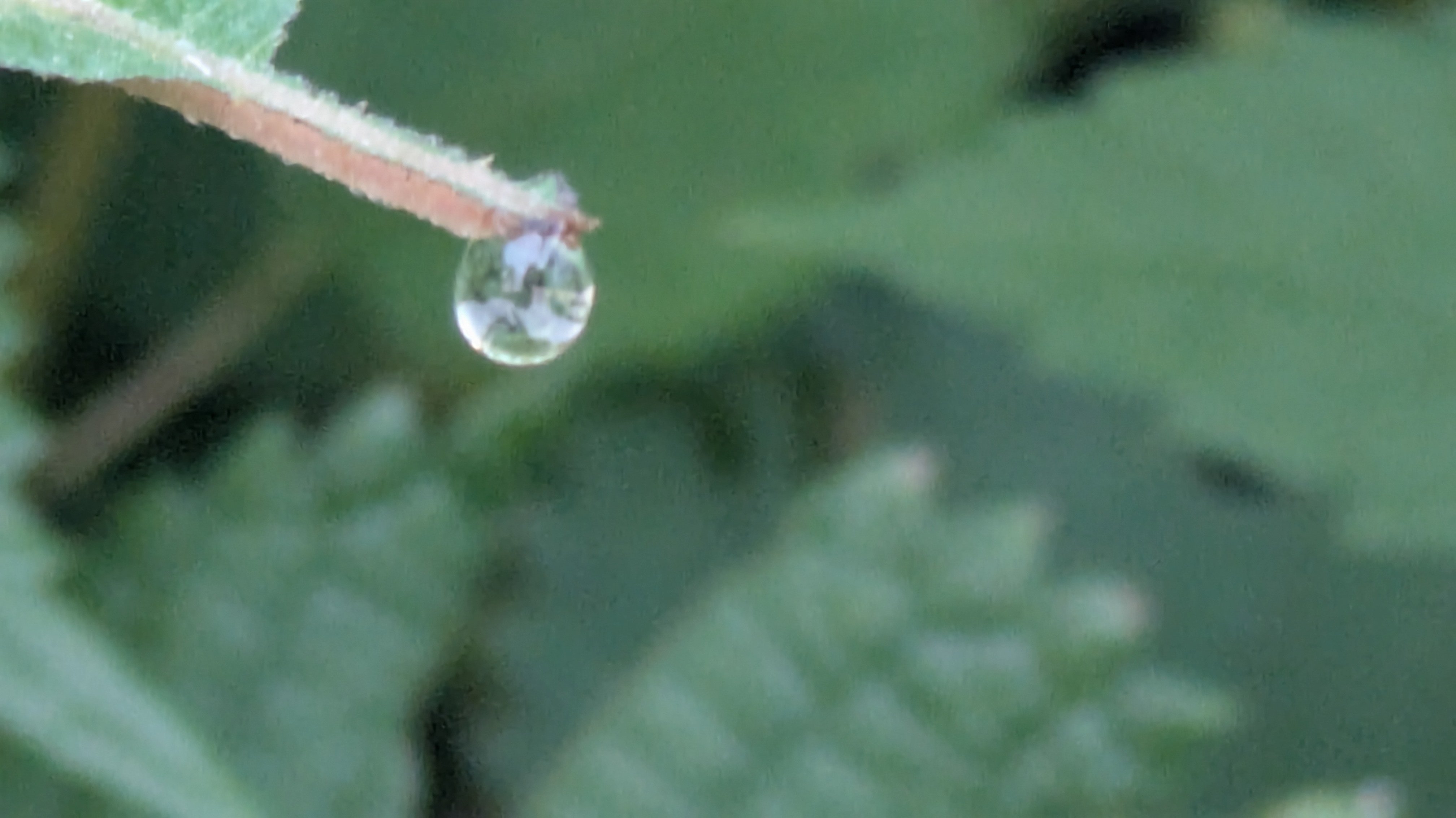 今朝の水滴｜ichiro70