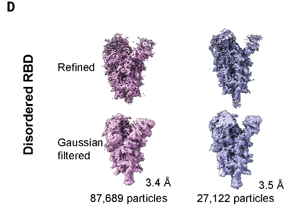 SARS-CoV-2の自然変異がスパイク構造、コンフォメーション、抗原性に与える影響｜カイン