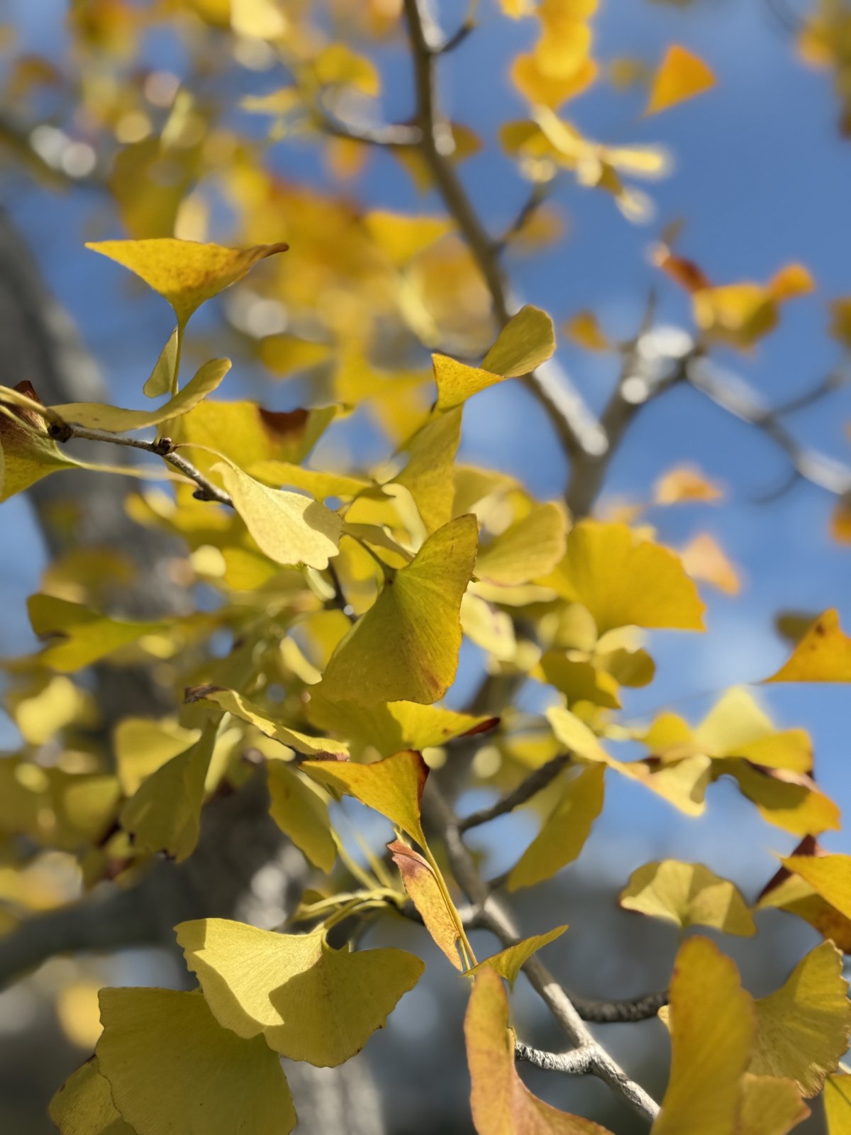 iPhone 15 Proでのスナップ撮影レポート｜OpenReport