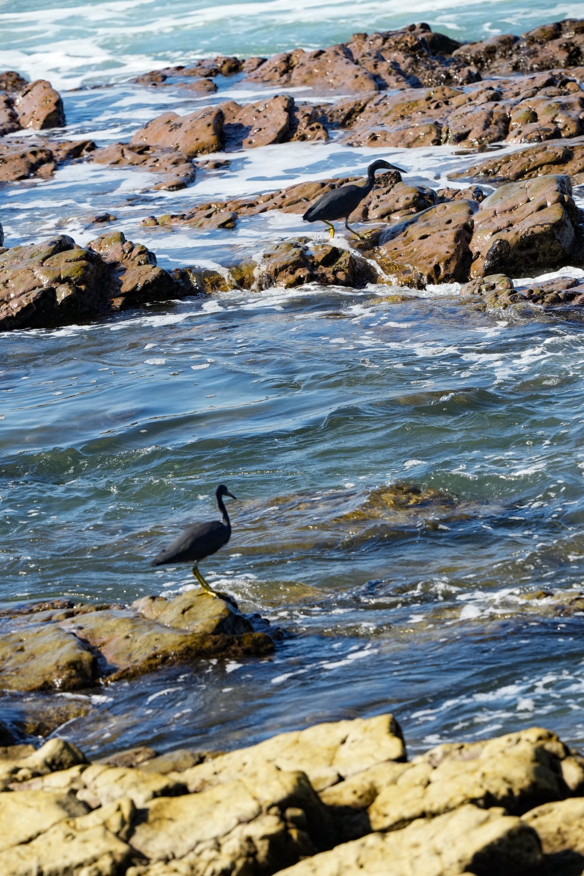 【野鳥】10月12日探鳥 2024-19｜Chacoder