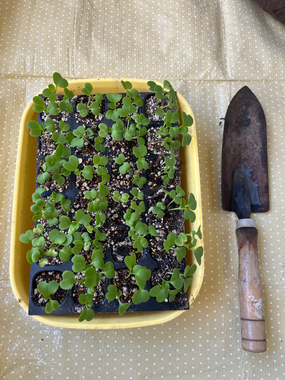 ベランダ菜園のすすめ｜ca-ptain@農ある暮らし