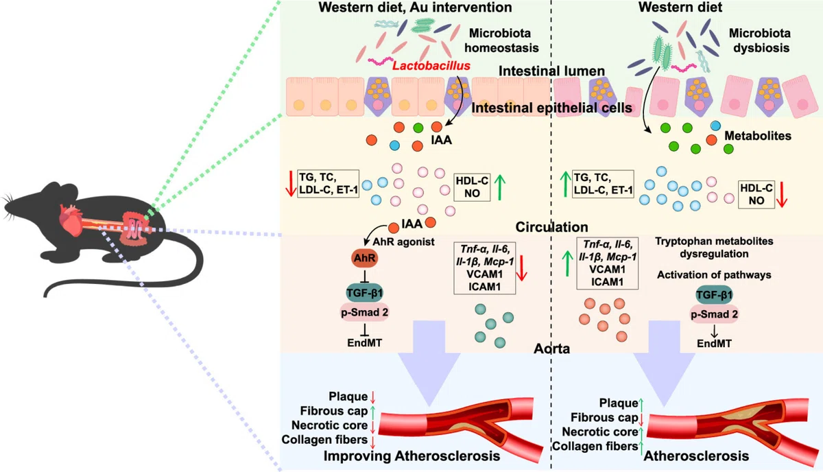 Aucubin ameliorates atherosclerosis by regulating tryptophan metabolism ...