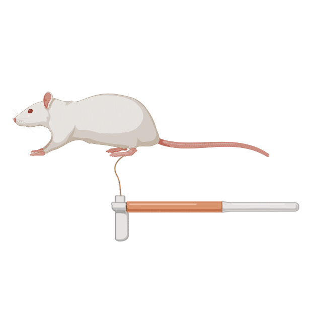 Von Frey試験法のあれこれ｜バイオリサーチセンター