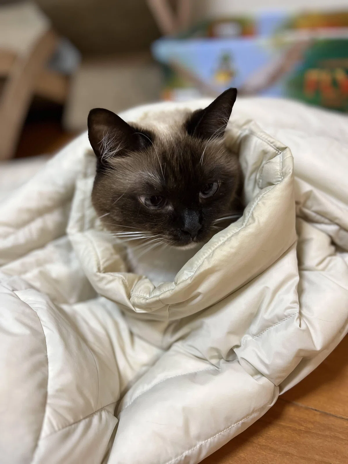 [Cat News #30] Strange Poses｜インプレス出版事業部