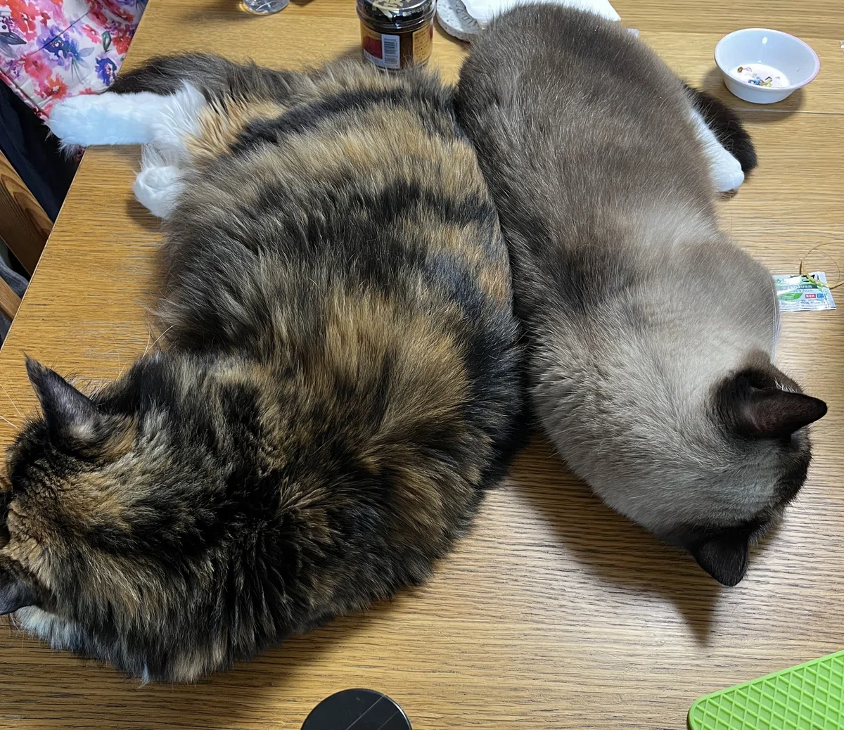 [Cat News #30] Strange Poses｜インプレス出版事業部