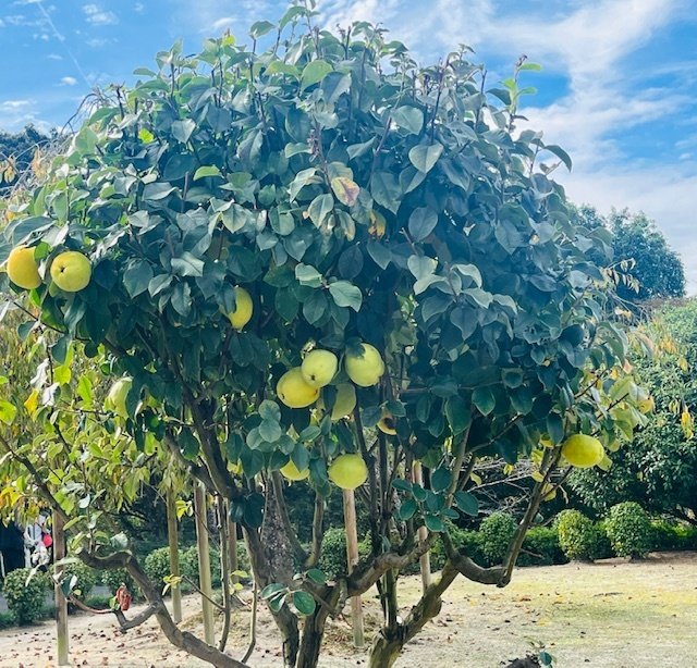 【コラム】かりん 薬用植物園に行ってきました｜CHIZUKO i