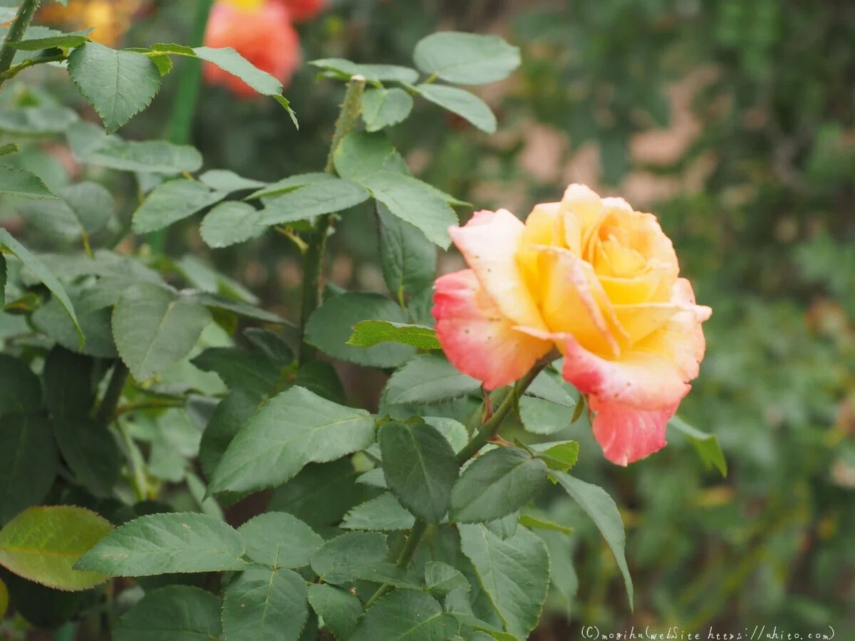 薔薇の写真、芝浦中央公園の薔薇園より｜かよこ＠水彩画と写真