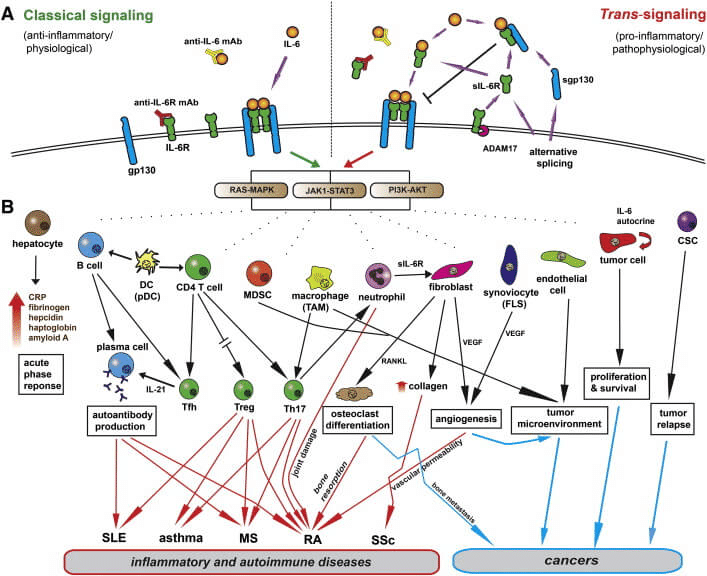インターロイキン6（IL-6）の生理学的役割｜おからだ治療院