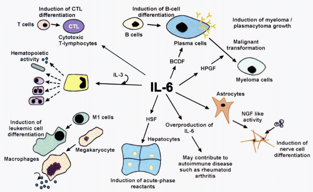 インターロイキン6（IL-6）の生理学的役割｜おからだ治療院