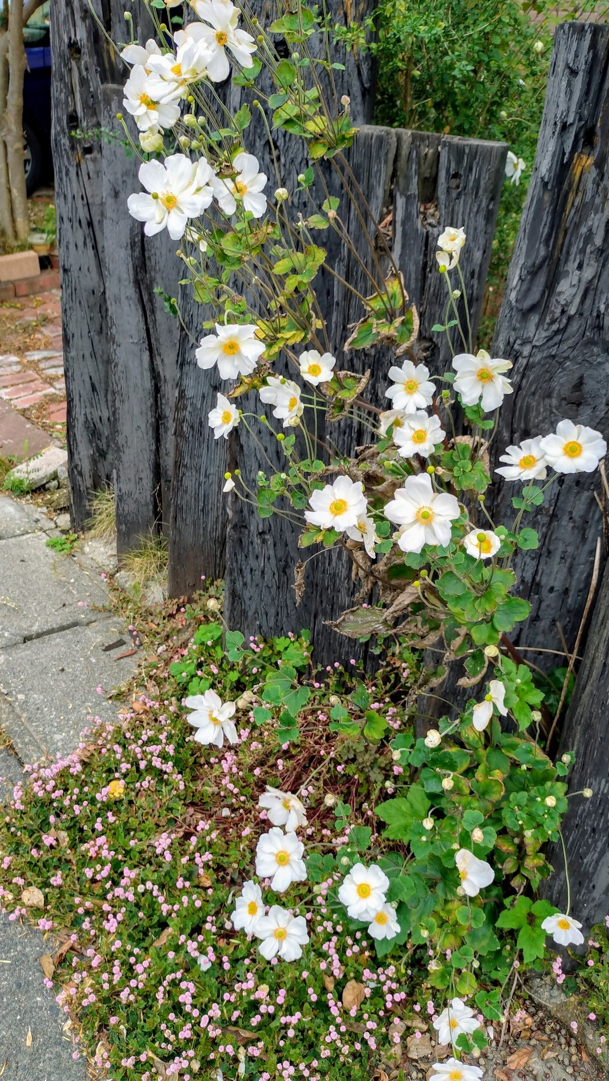 庭の様子2024/11/01｜HRSD-note