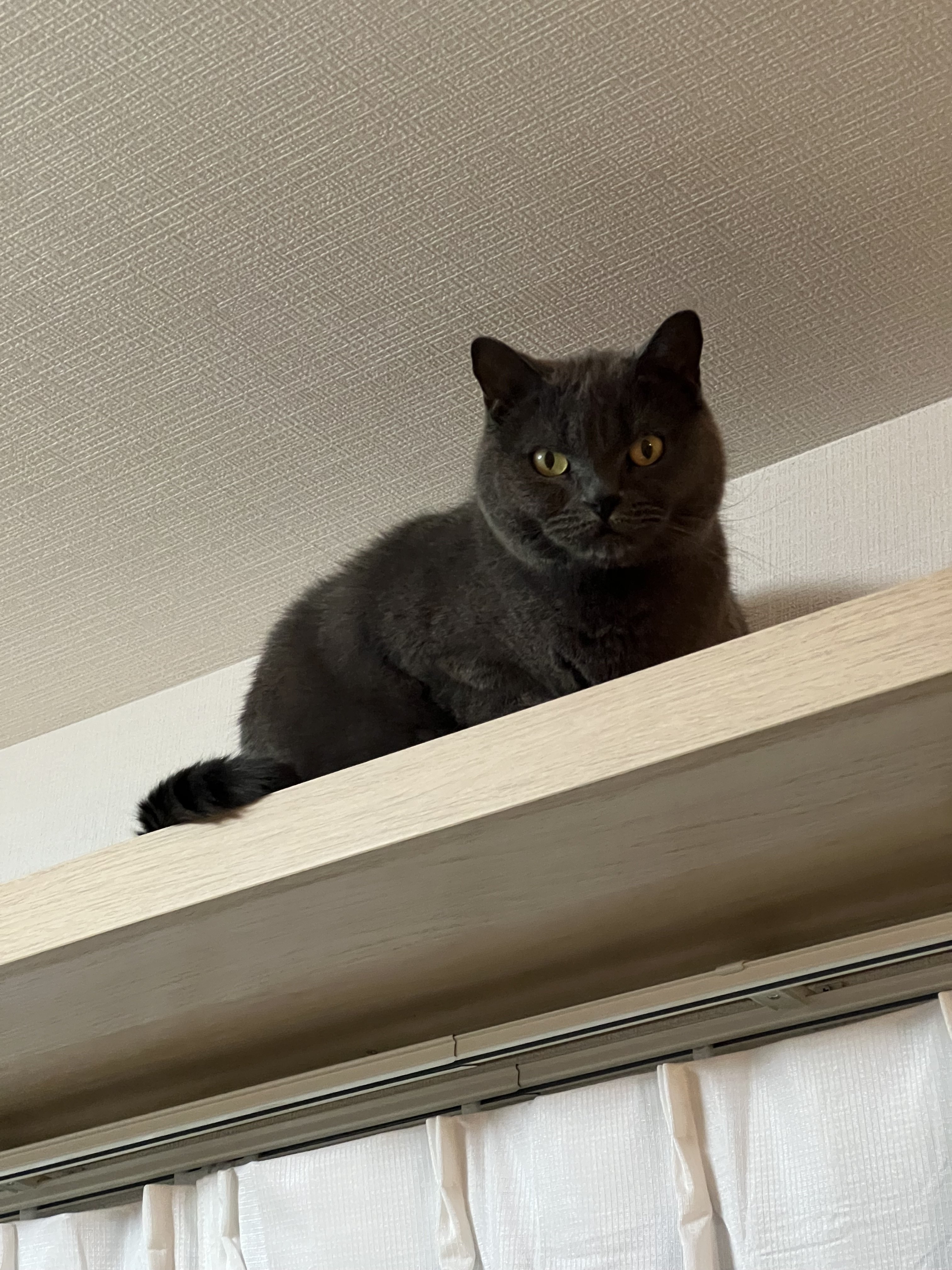 画像フォルダを見返す。｜manimanium