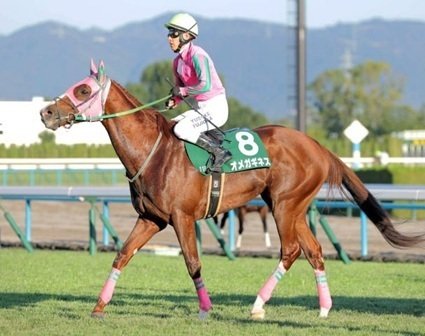 【みやこステークス（GⅢ）回顧】推奨馬ミトノオー14着～何処??｜Haya