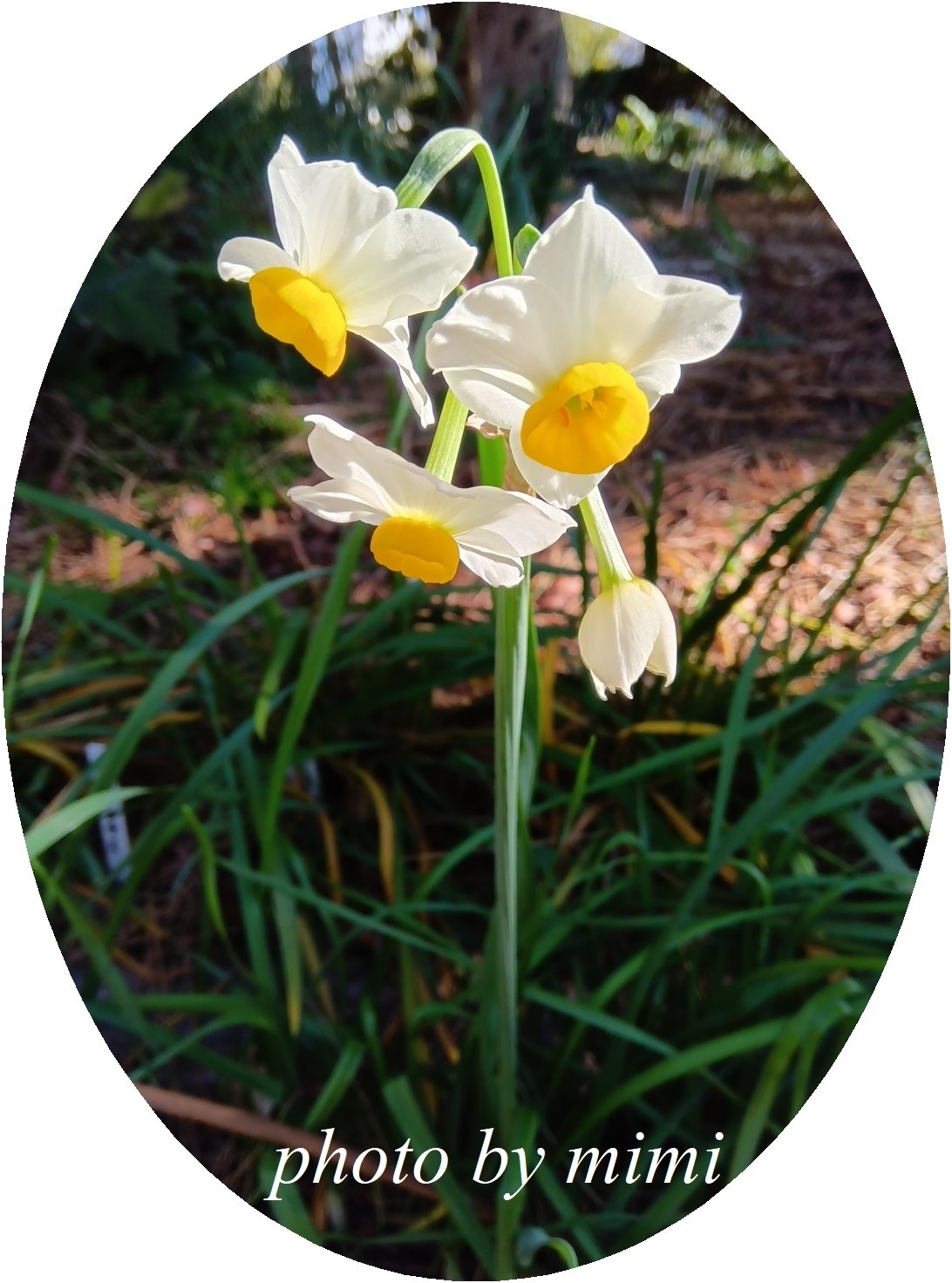 立冬（りっとう）｜mimi fleur