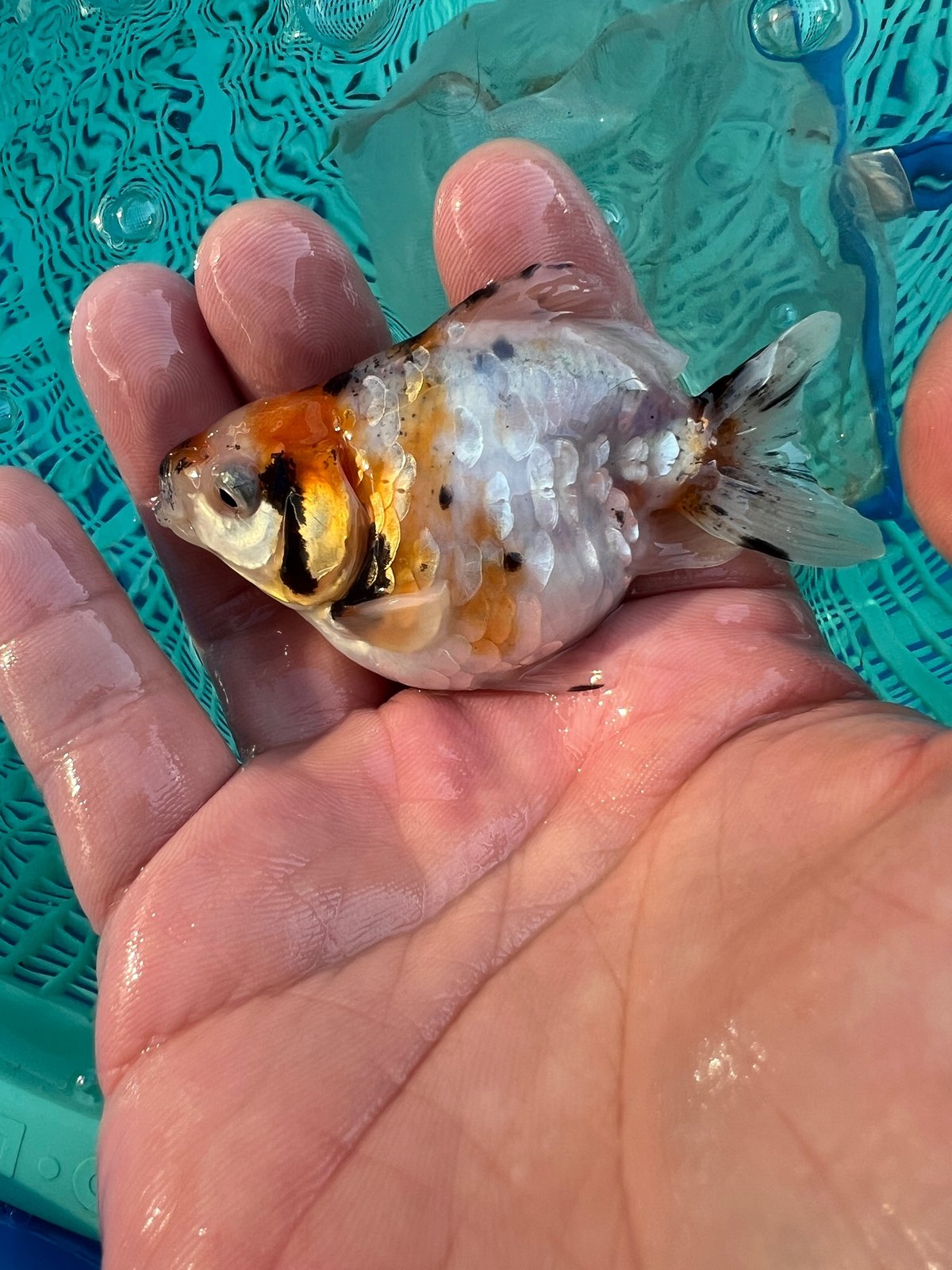 SAMURAI FARM FOODの実力｜SAMURAI FARM