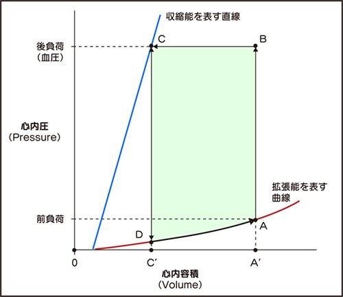 心臓の働きを読み解く――PV Loop｜バイオリサーチセンター